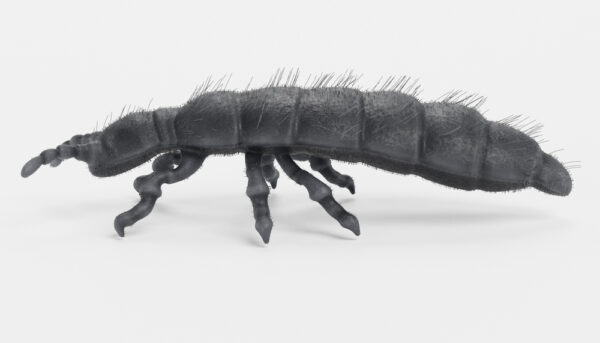Snow Fleas: Winter’s Active Hexapod And Their Unique Antifreeze Protein ...