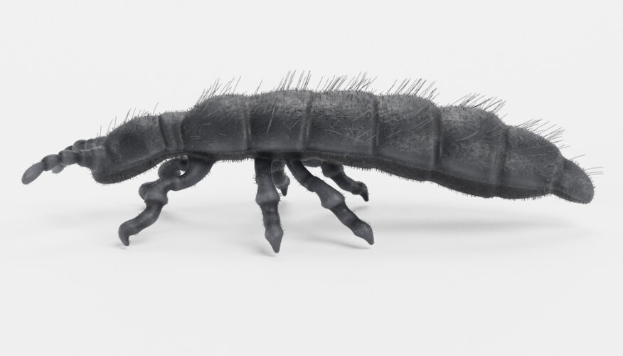 Snow Fleas: Winter’s Active Hexapod And Their Unique Antifreeze Protein ...
