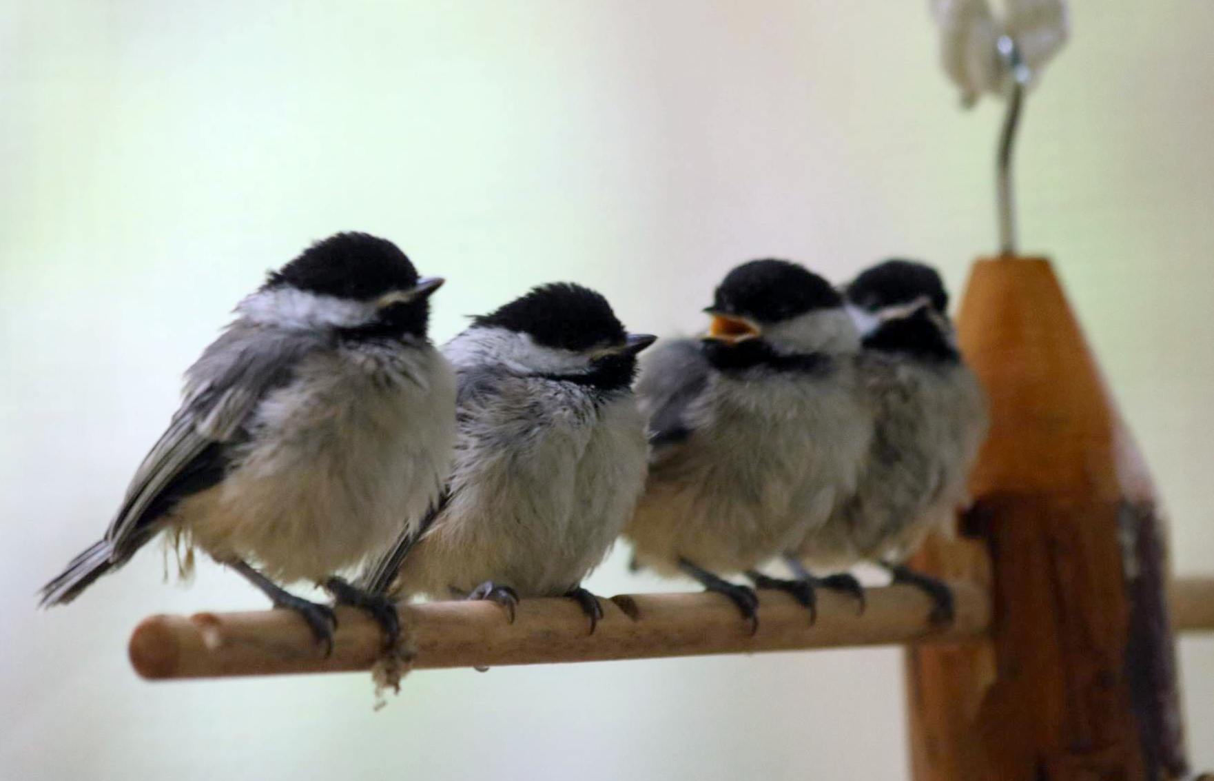 Black-capped Chickadee: A Different Meaning to Bird Brain - Northwoods ...