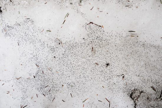 Snow Fleas: Winter’s Active Hexapod And Their Unique Antifreeze Protein ...