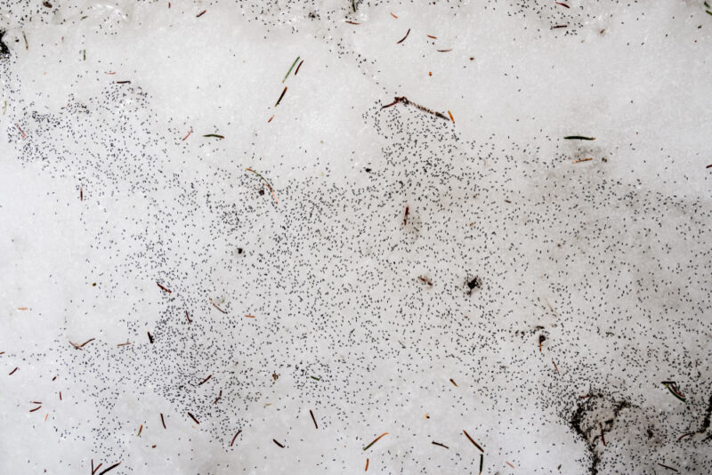 Snow Fleas: Winter’s Active Hexapod And Their Unique Antifreeze Protein ...