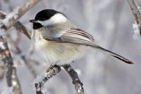 Black-capped Chickadee: A Different Meaning to Bird Brain - Northwoods ...