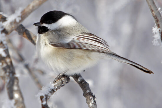 Black-capped Chickadee: A Different Meaning to Bird Brain - Northwoods ...