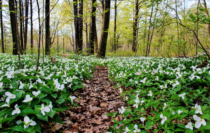First Signs of Spring, Episode One: Spring Ephemerals - Northwoods ...