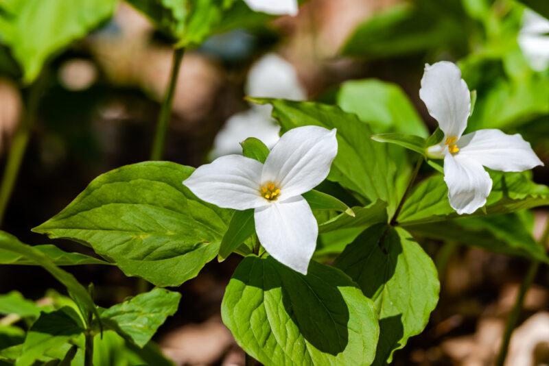 First Signs of Spring, Episode One: Spring Ephemerals - Northwoods ...