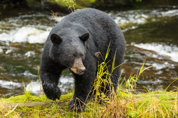 First Signs of Spring Episode 4: Mammals That Are a Sure Sign That ...