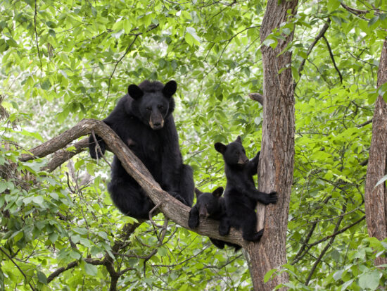 First Signs of Spring Episode 4: Mammals That Are a Sure Sign That ...