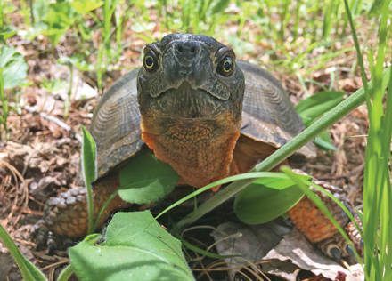 Events - NorthWoods Wildlife Center