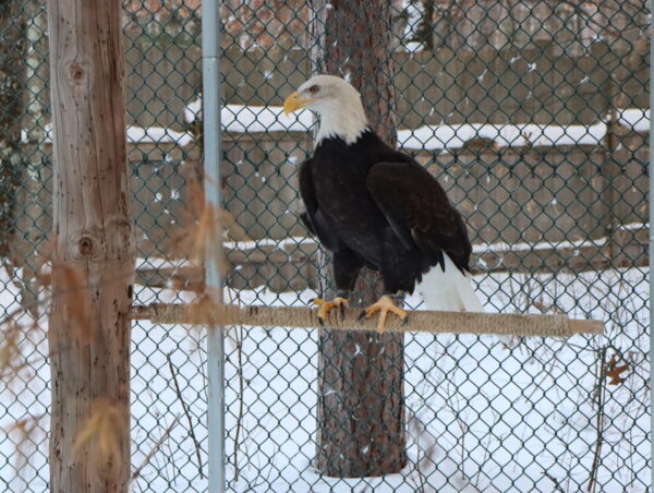 Wildlife Ambassador Animals - The Northwoods Wildlife Center